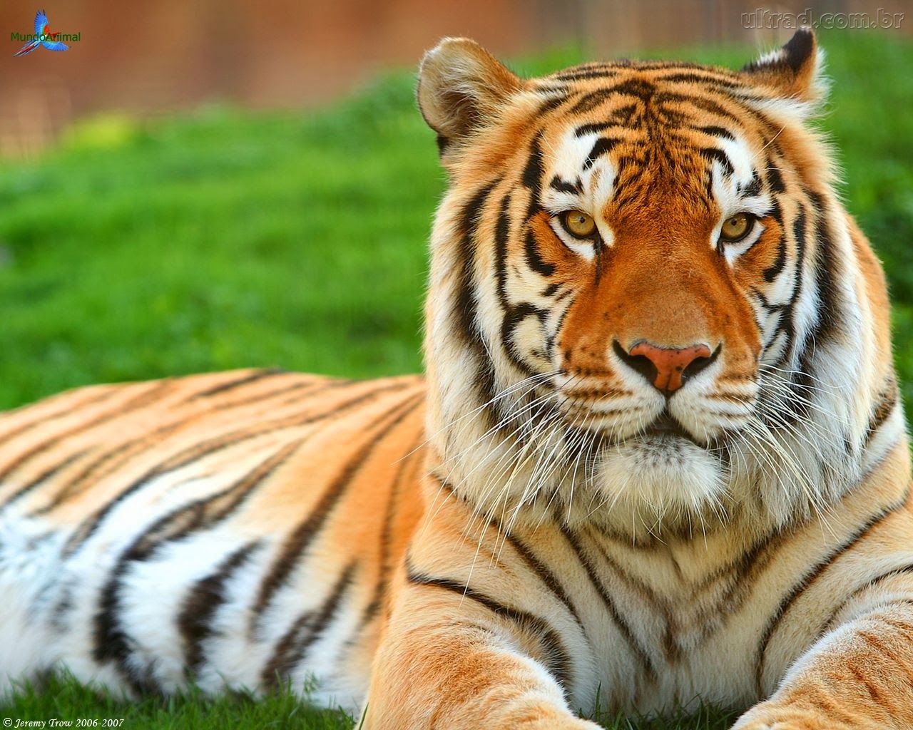 Tigre Siberiano - Wallpaper ~ Mundo Animal