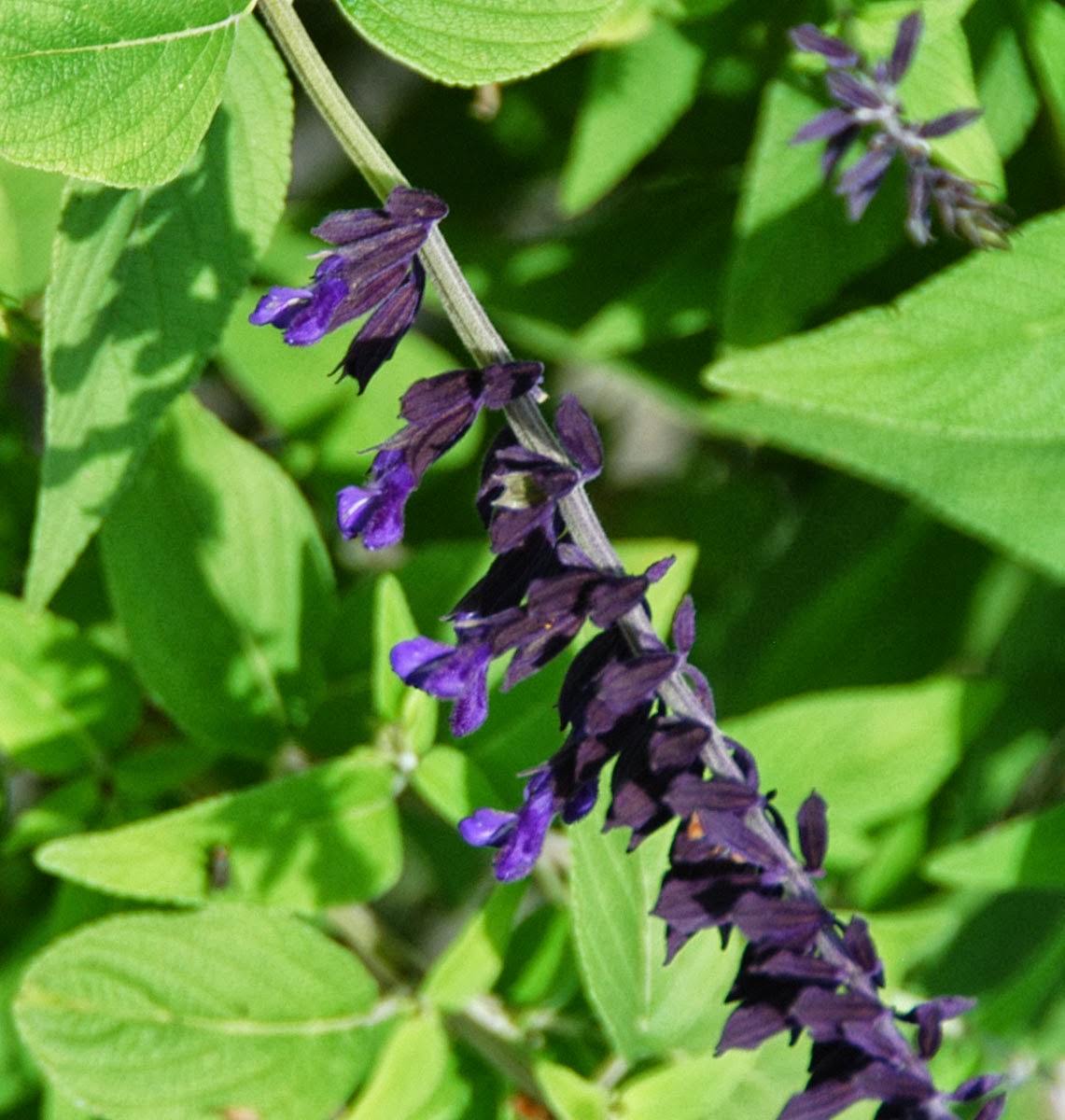 Natural Gardening: Salvia x 'Anthony Parker' and other Salvias