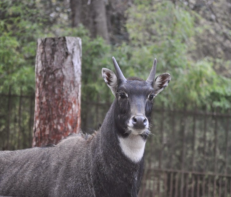 ZOOTOGRAFIANDO (6.100 ANIMALS): NILGO, NILGHAI O TORO AZUL / NILGAI ...