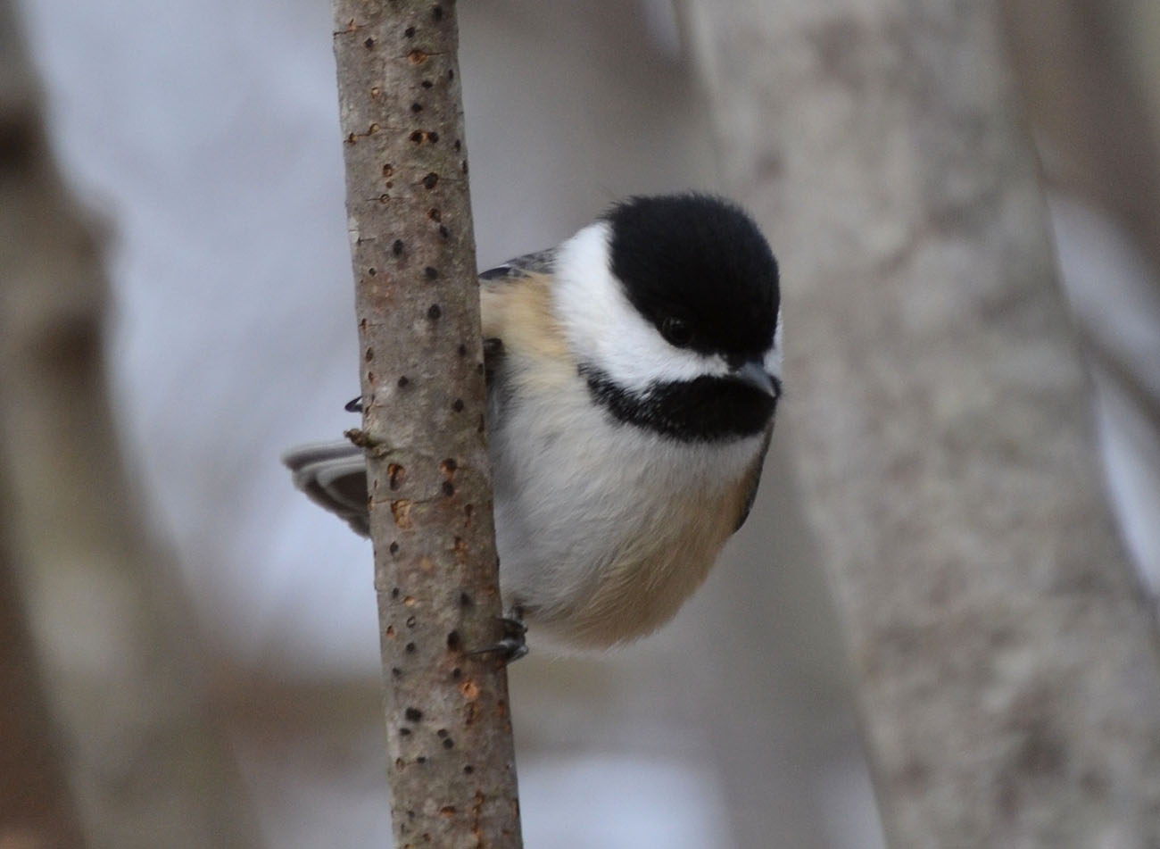 Woods Walks and Wildlife: Icy Woodland Sights, and the Cutest Chickadee ...