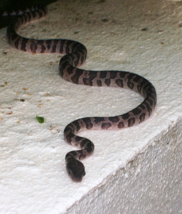 The BVIs: Basset's View of the Islands: Virgin Islands Tree Boa