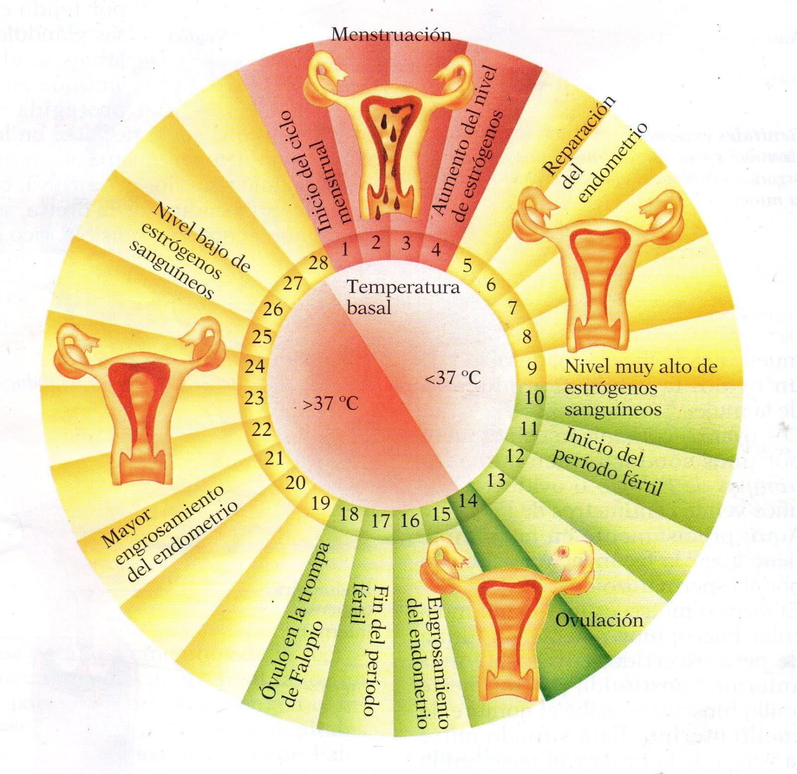 EL CICLO MESTRUAL - TU TAREA