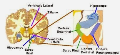 El hipocampo