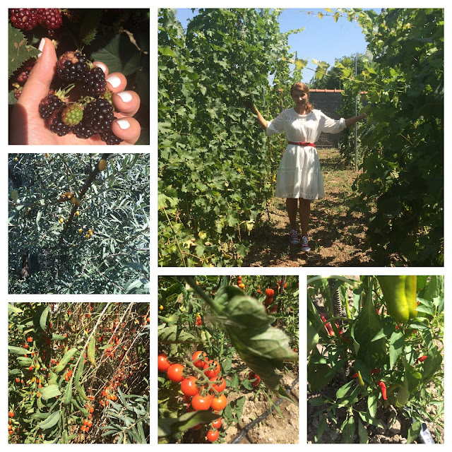 Gradina Inteligenta - Fashion Doctor