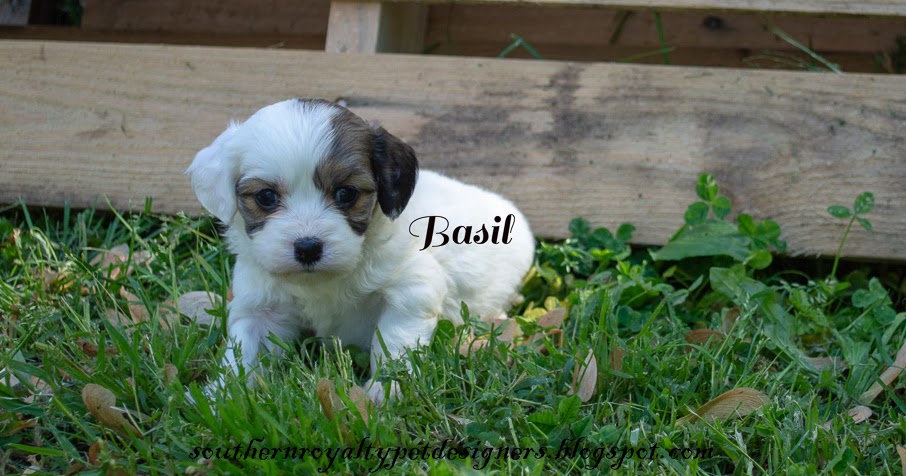 Southern Royalty Pet Designers: WE HAVE ADORABLE CAVATON PUPPIES!
