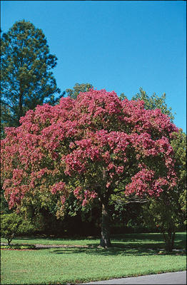 Mini Fazenda: Sapucaia! sabe o que é?