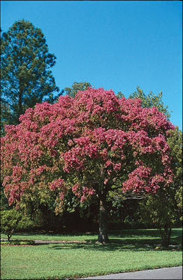 Mini Fazenda: Sapucaia! sabe o que é?