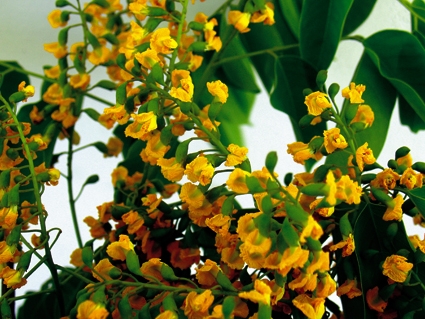 Jom Tanam Bunga: Bunga Kebangsaan Negara Jiran