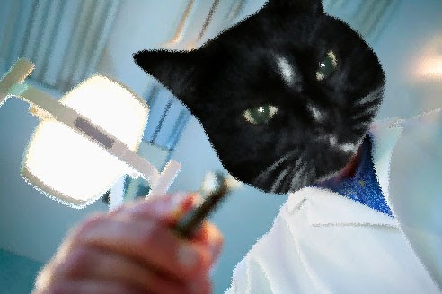 Catladyland: Cats are Funny: Cat Dentists: Fail