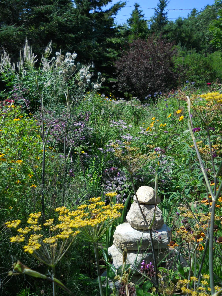 Anemone Times: Chickadee Hill Flowers