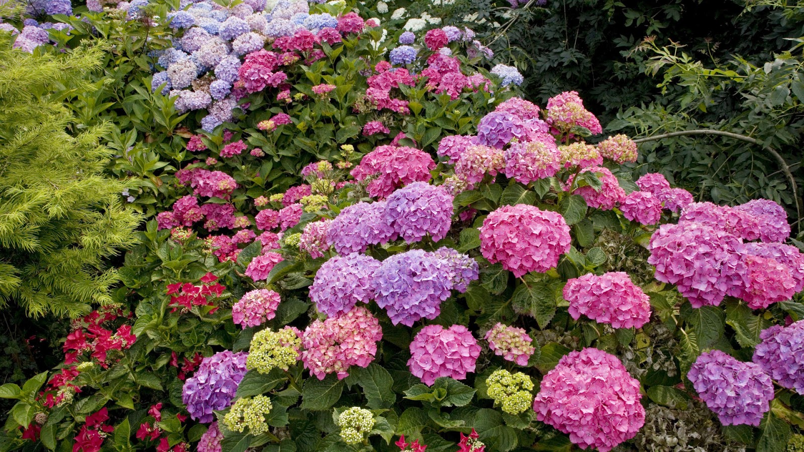 wallpapernarium: Hermosas flores de colores distintos wallpapernarium: Hermosas flores de colores distintos