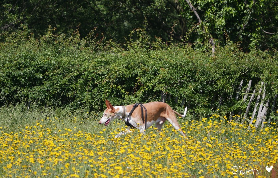 klaproos: 17.06. schoon volluk jongen