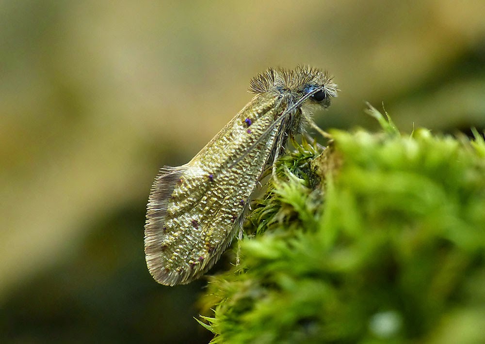 Charlie's moths of Calderdale.: ERIOCRANIIDAE.