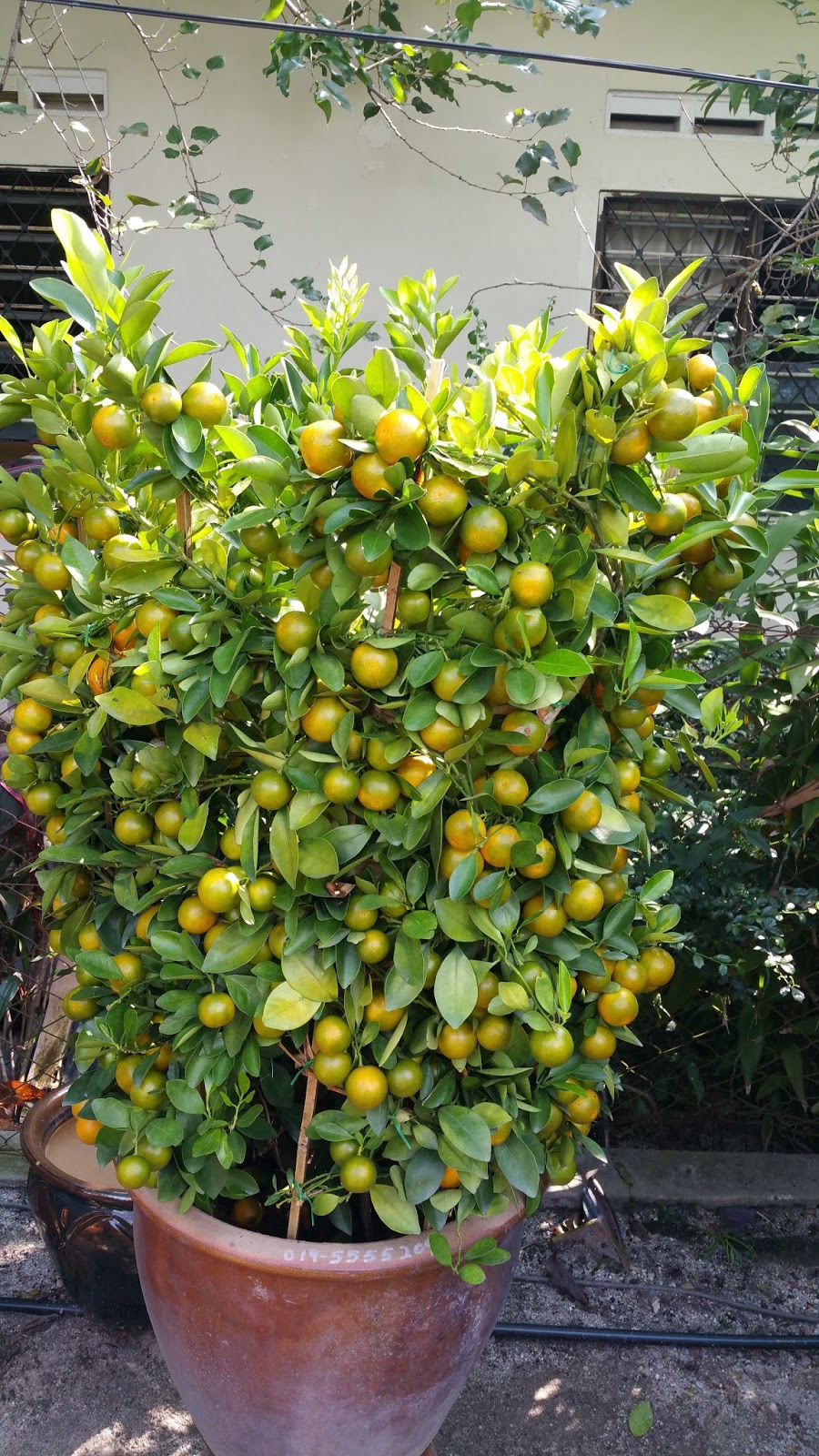 Xing Fu: LIME PLANT FOR CHINESE NEW YEAR