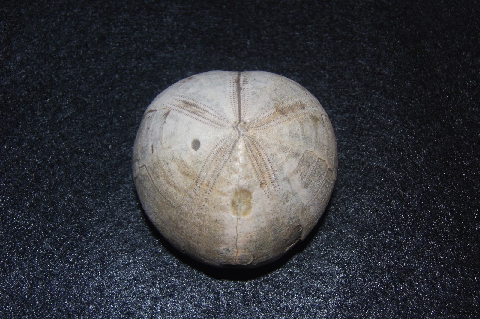 FOSSILES DE CHARENTE-MARITIME ET AUTRES ORIGINES: ECHINOÏDES DU CRETACE