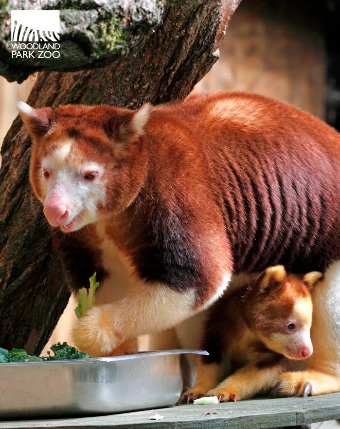 Tree roo joey emerges fully from pouch