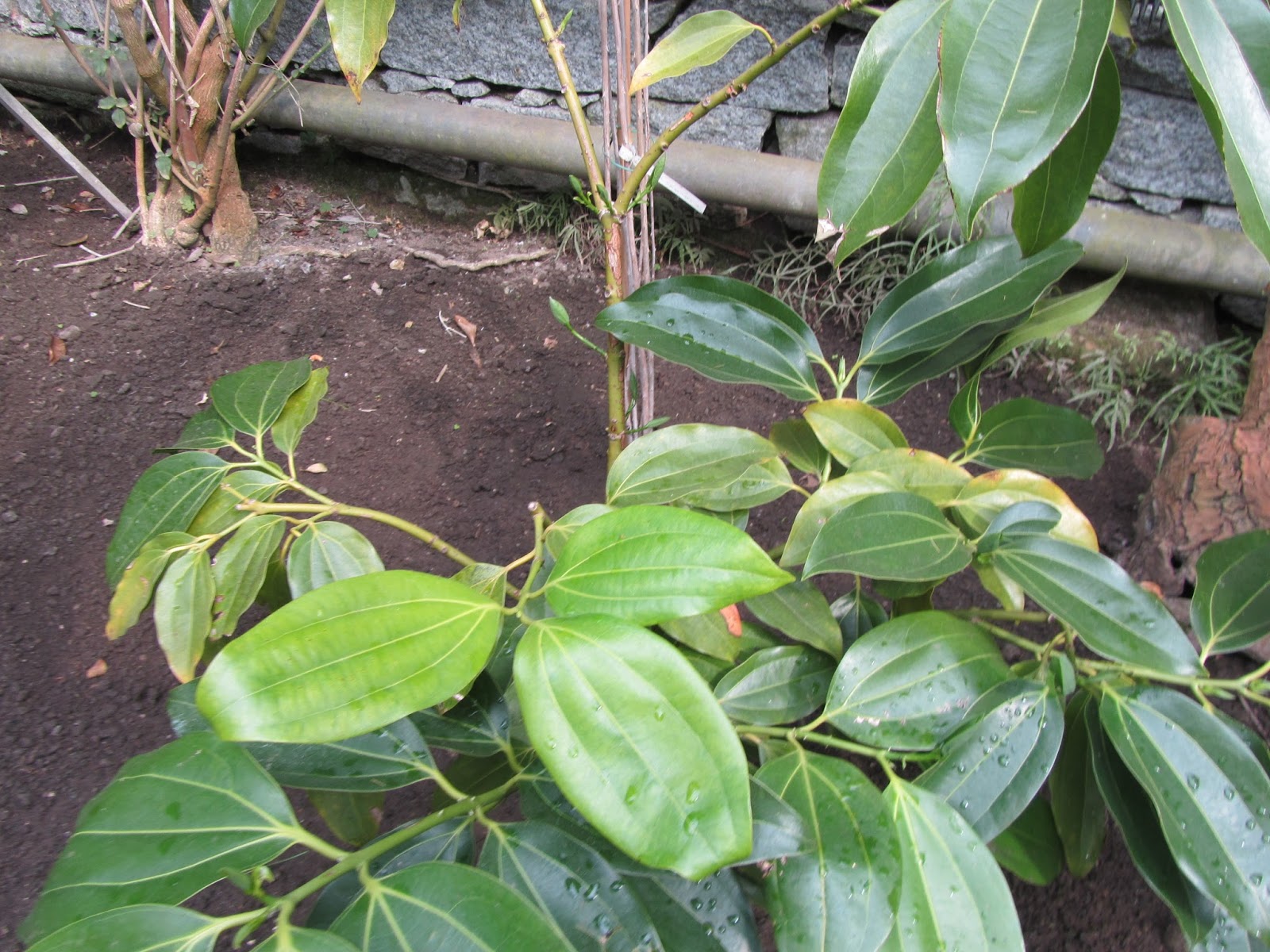 Dove Cresce la Pianta della Cannella (Cinnamomum zeylanicum)? Come si ...