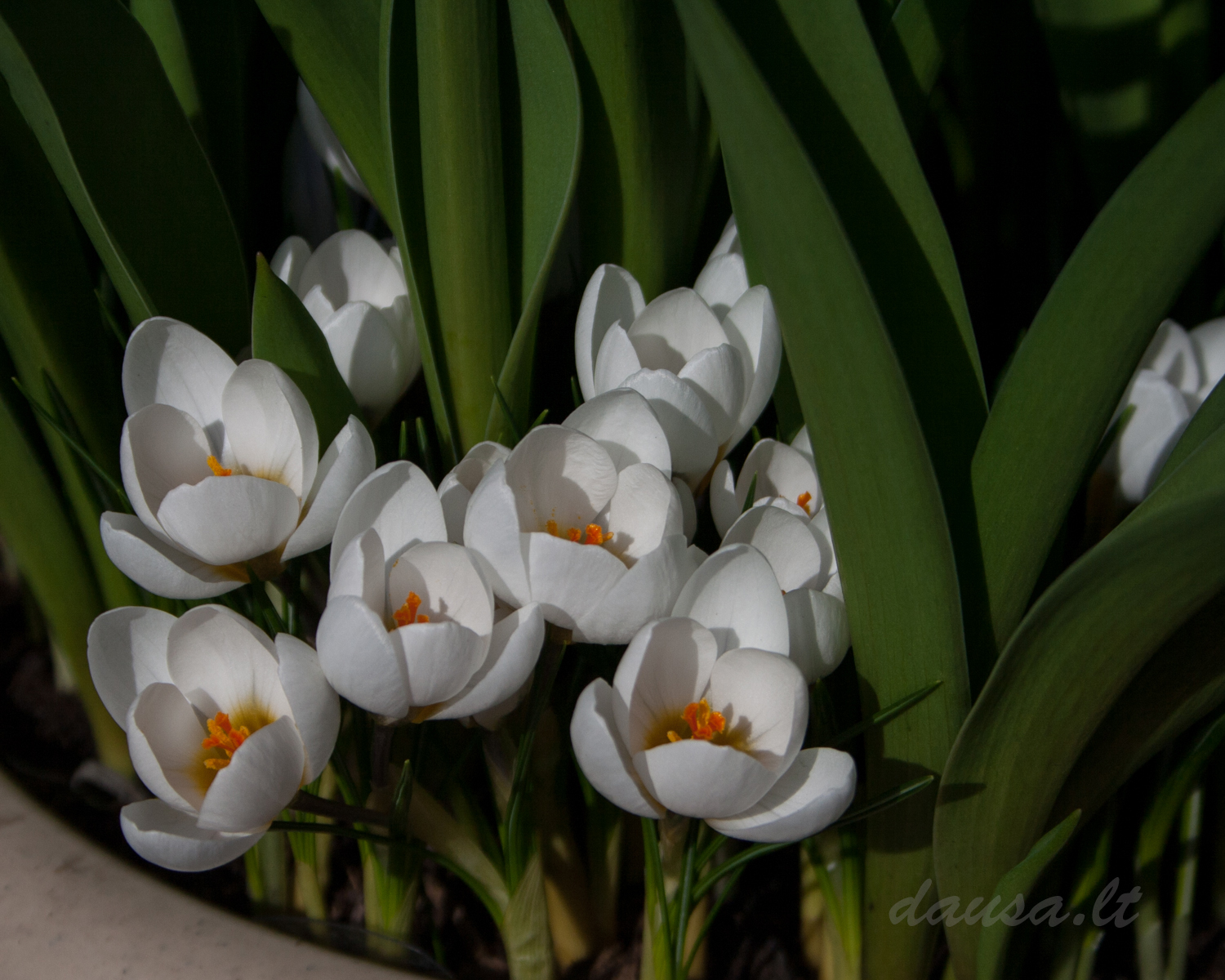 Gilės medis: Botaniniai krokai