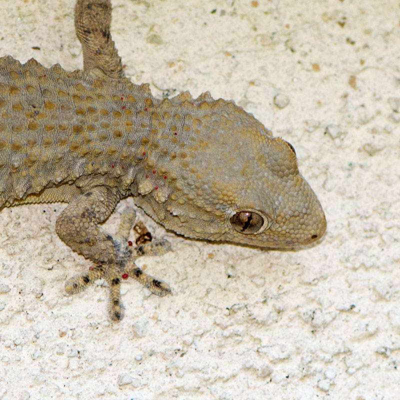 Macrophoto plaisir passion: La Tarente de Maurétanie, Tarentola mauritanica