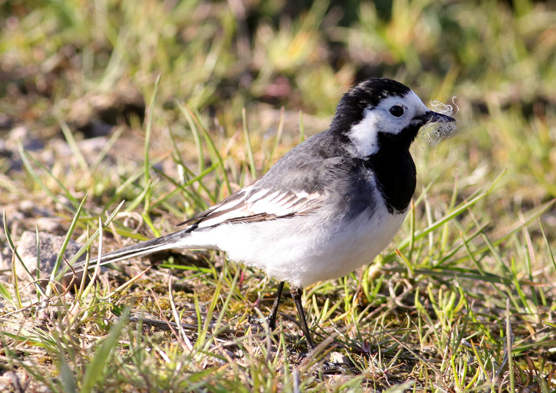 Another Bird Blog: Good Morning