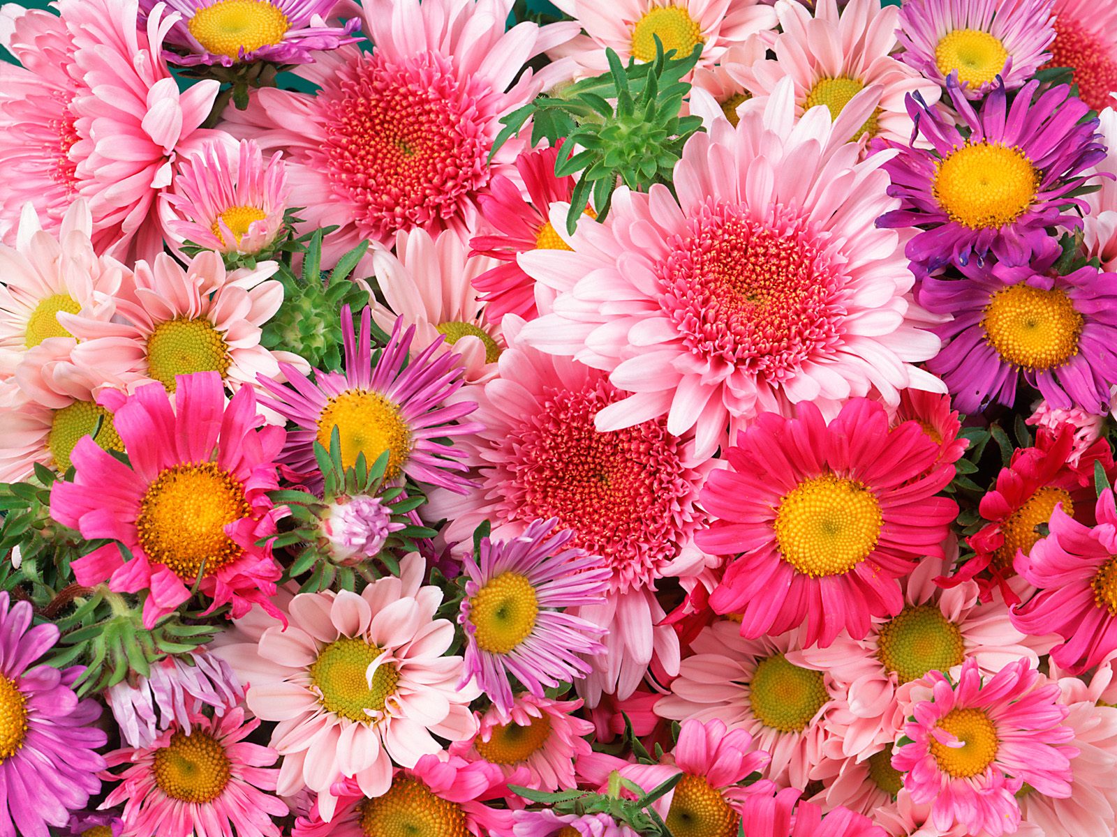 Flores de colores | Flores wallpapers - Fondos de pantallas de Flores