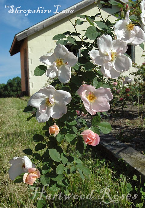 Hartwood Roses: Roses in the Garden, May 23.