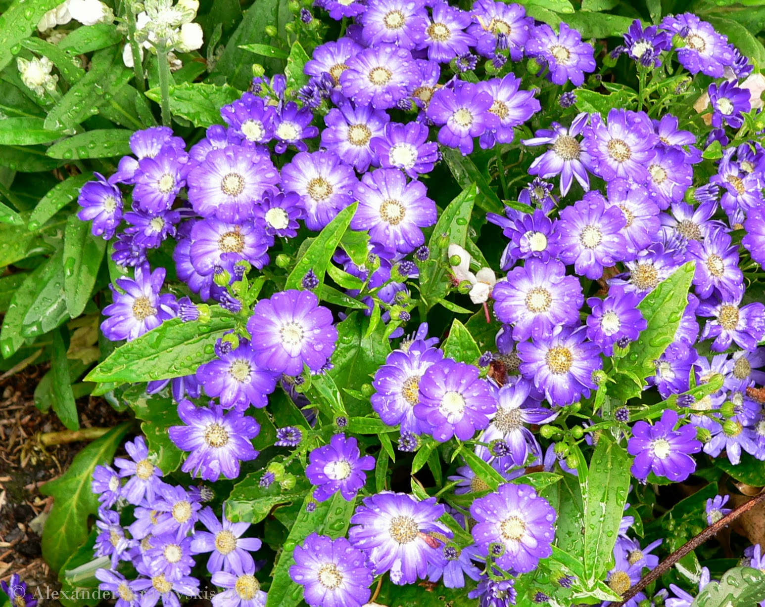 Aggregata Plants & Gardens: Parkville garden spring update