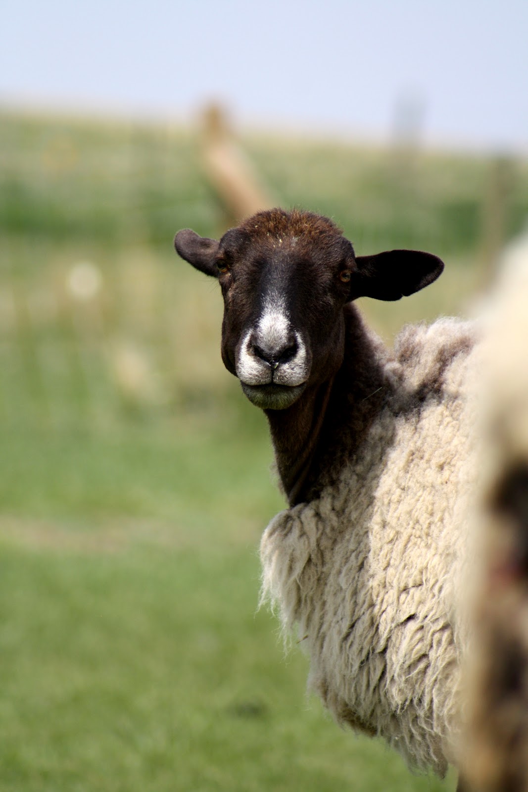 manymuddypaws: Hey Ewe!