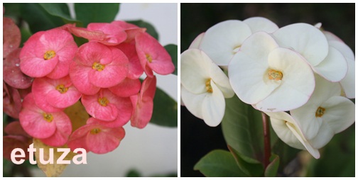 Rambang Mata Susah Lah Hendak Memilih Pesona Baiduri