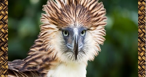 My Homeworks: Pambansang Ibon: Agila (larawan)