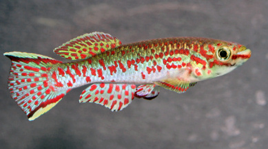 Peces y plantas ornamentales: Aphyosemion Gardneri - Killi punteado