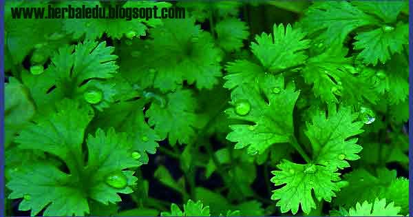 Herbal Plants of Asia : Coriandrum sativum / Coriander / කොත්තමල්ලි ...