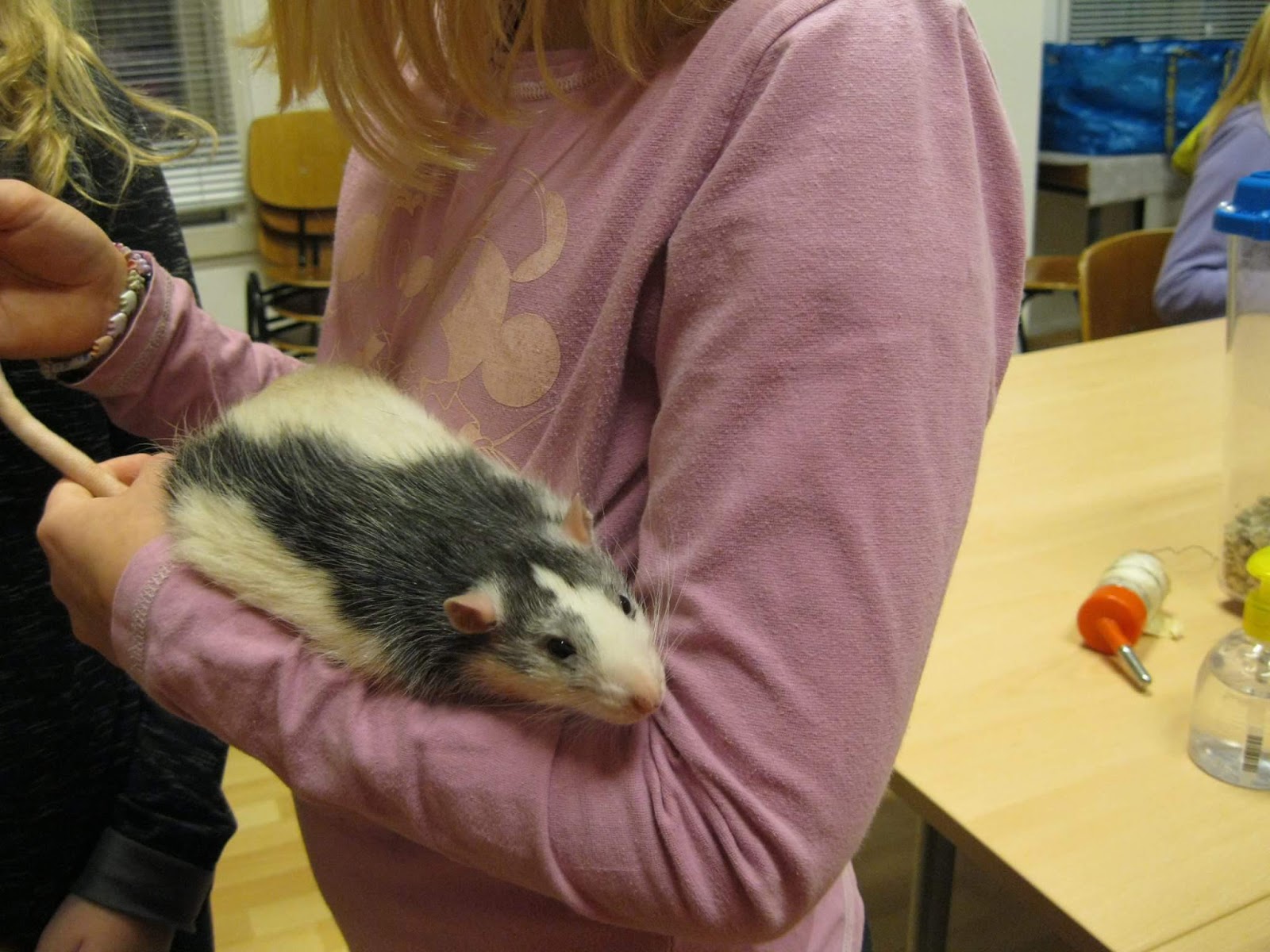 Kesyrotta lemmikkinä