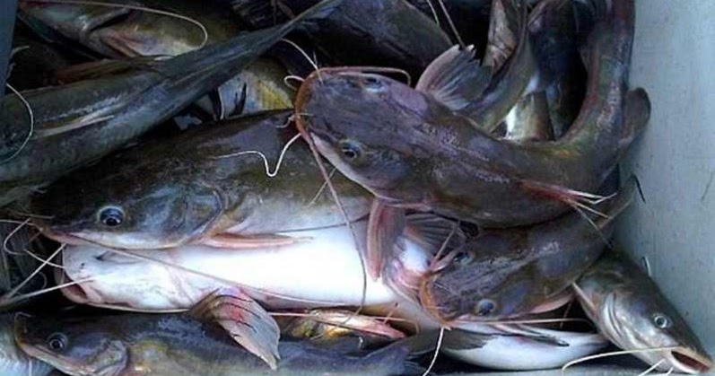 Mengenal Ikan Baung - Lalaukan