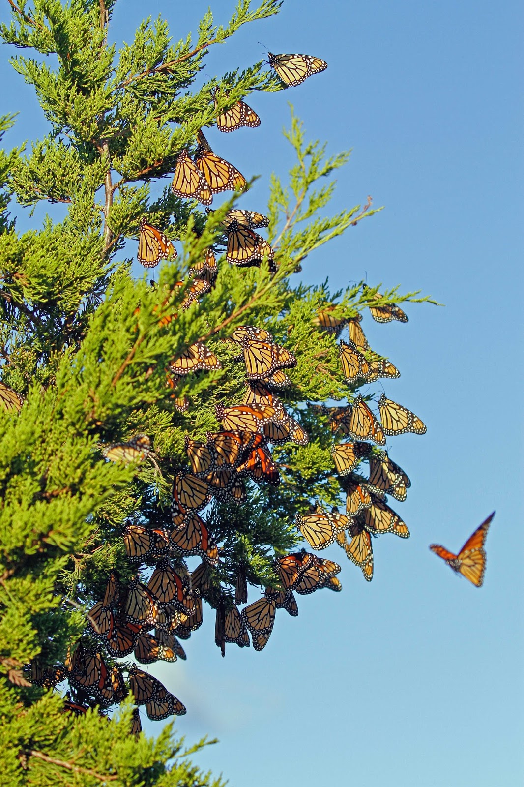 Philly Bird Nerd : Migration of a Different Kind
