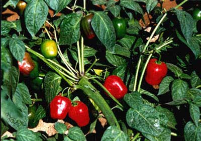 Exportación de Mermelada de Rocoto: Descripción del producto