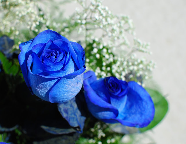 Dew Drops: Blue Flowers