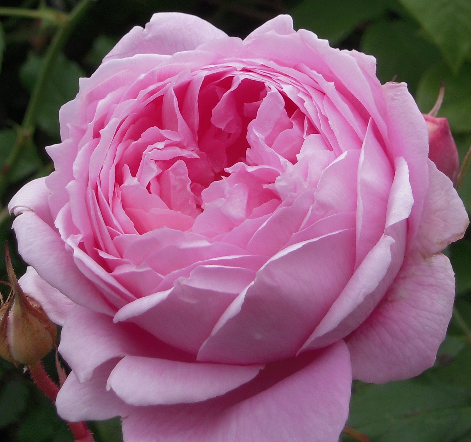 Rosen Eventyret: Alan Titchmarsh