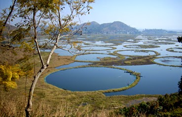The Esteemed Fishes of Manipur
