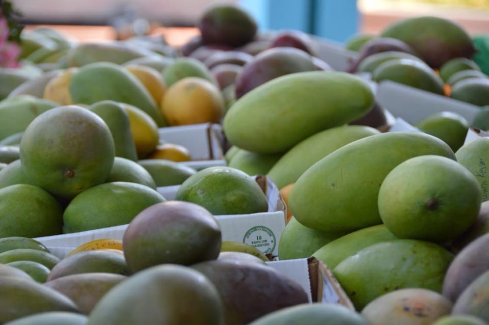 Baní, la capital del mango, celebra Expo Mango 2018