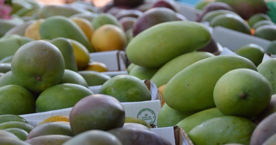 Baní, la capital del mango, celebra Expo Mango 2018