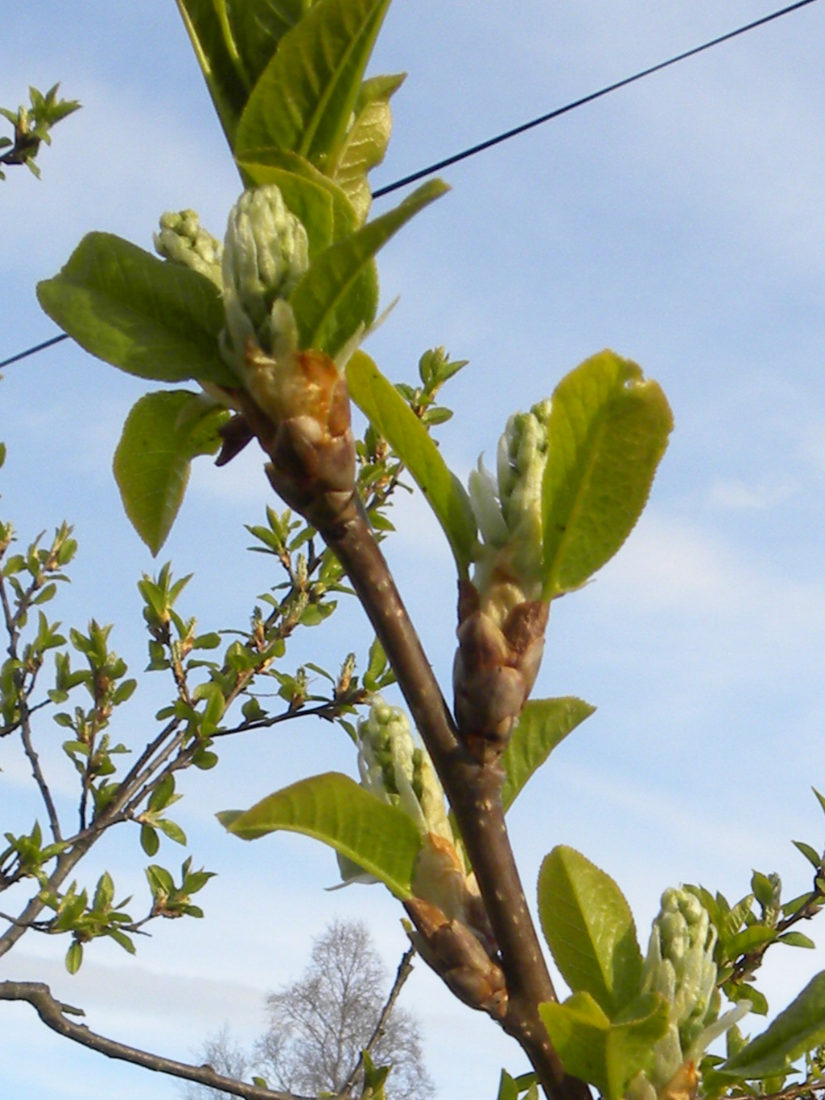 Stall Nilsen: Hegga i blomsterknopper.