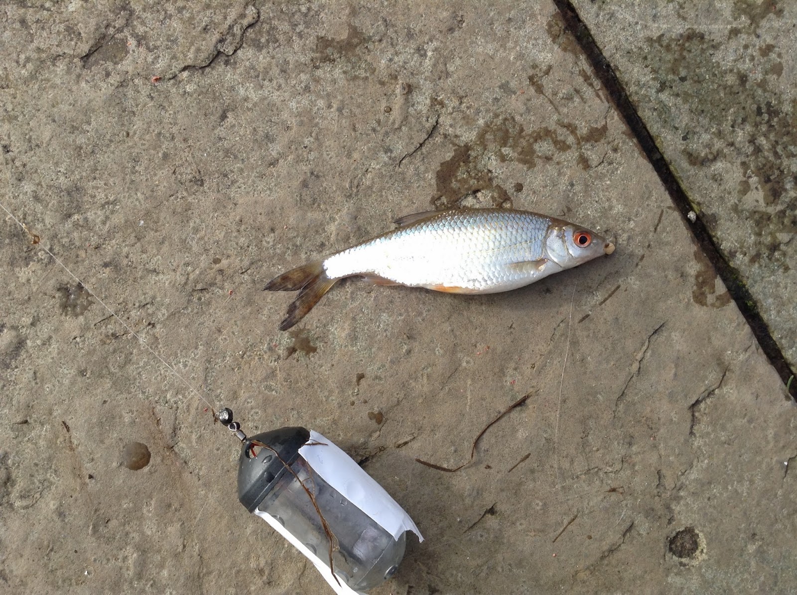 I Am Therefore I Fish: 11/03/2014 - Loch Lomond