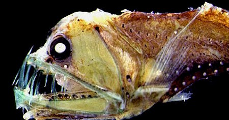 The Presurfer: Weird And Fascinating Deep-Sea Creatures