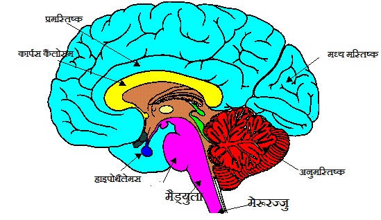 Parts of the brain and their functions/मस्तिष्क के भाग एवं उनके कार्य