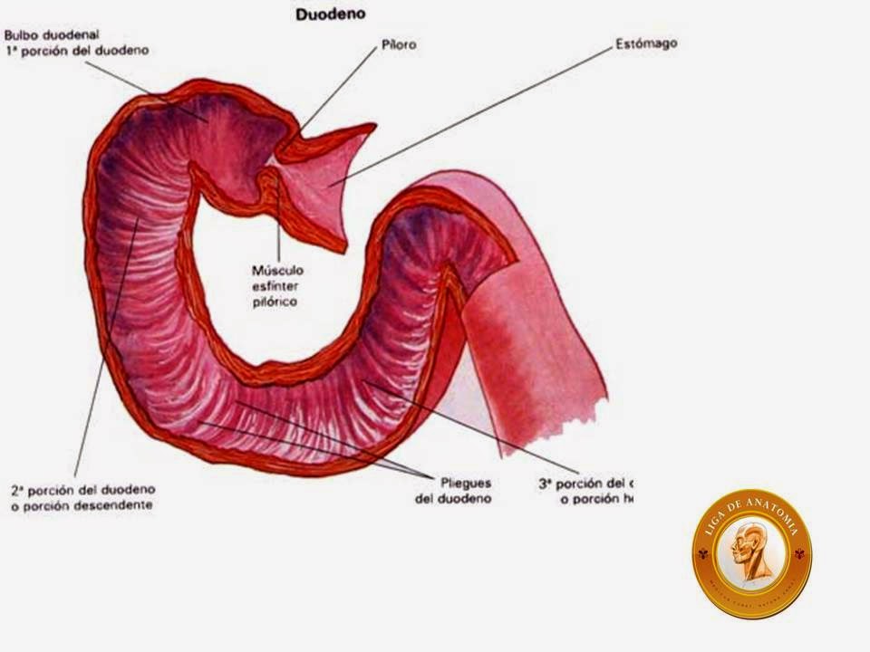 Liga de Anatomia ULBRA: DUODENO