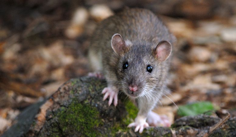 Grymvald Gazetteer: Flora & Fauna Friday - Ancient Rats, Medieval ...