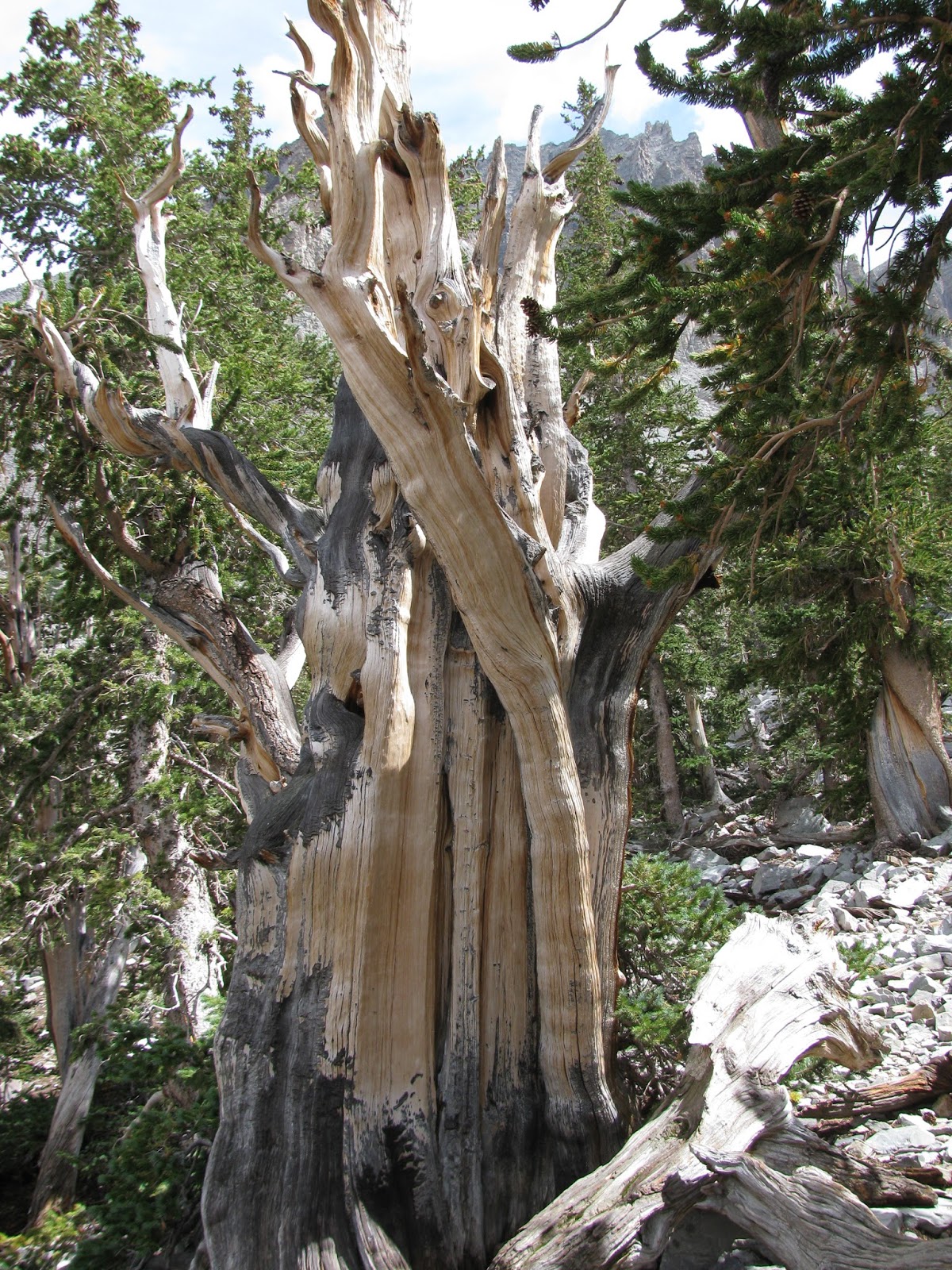 Exploring the American West: Bristlecone Pines and Rock Glacier Trail ...