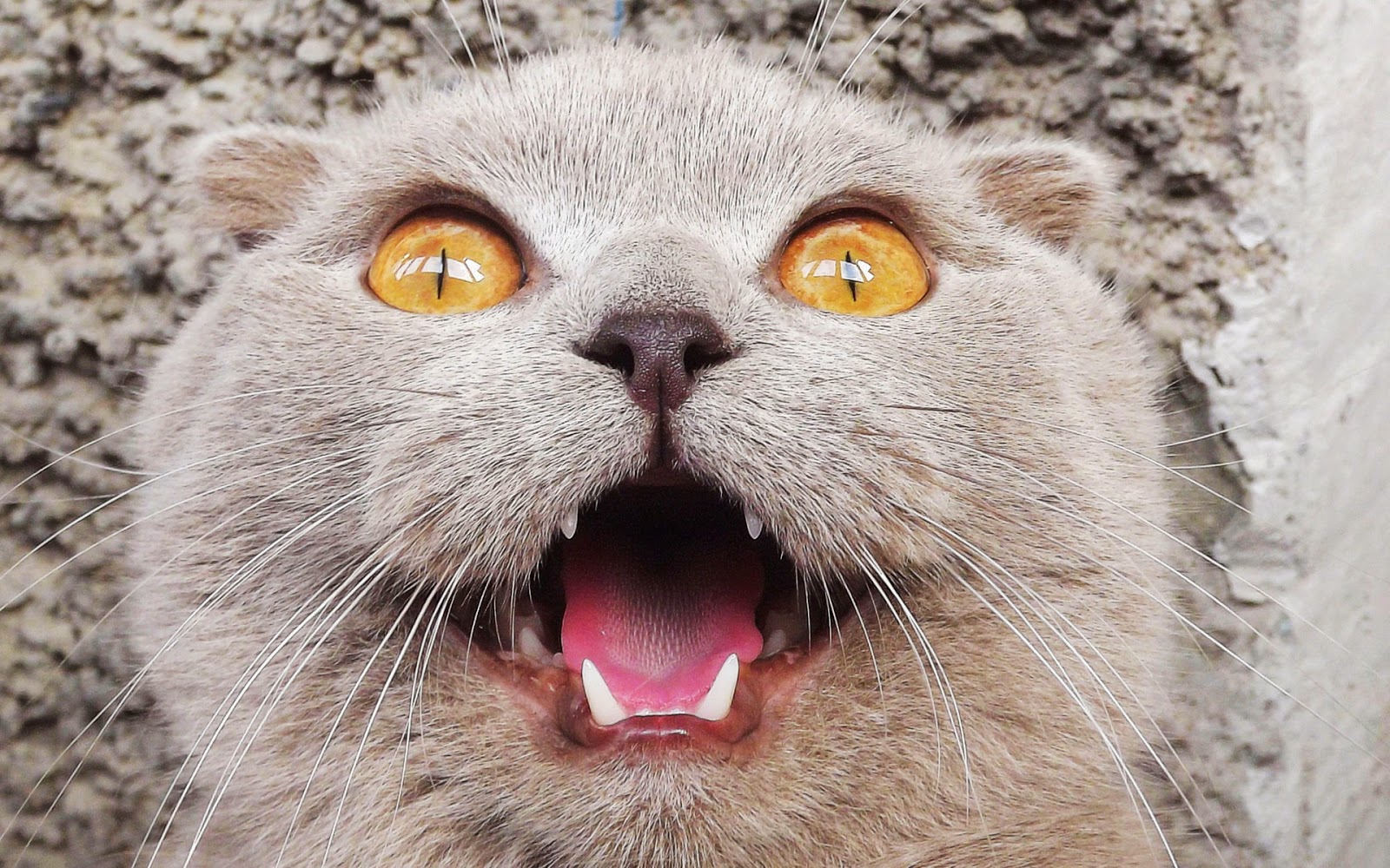 Desktop HD Wallpapers Free Downloads: Angry Cats HD Wallpapers