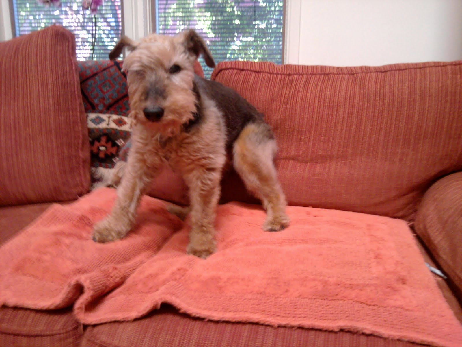 Terrierman's Daily Dose: An Old Dog Goes to Earth